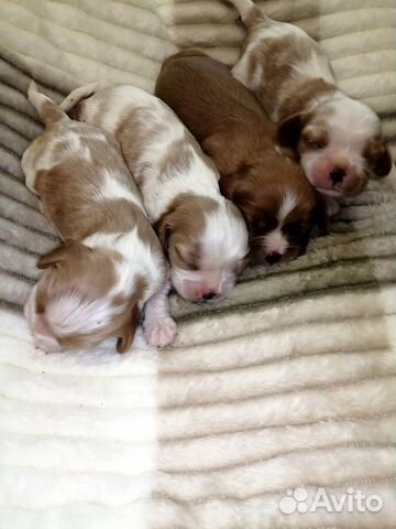 Кавалер кинг чарльз спаниель