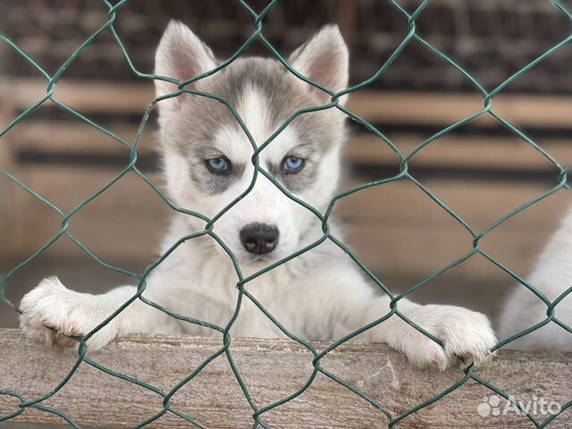 Щенки сибирской хаски