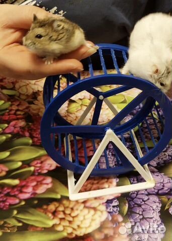 Хомячки джунгарики мальчики