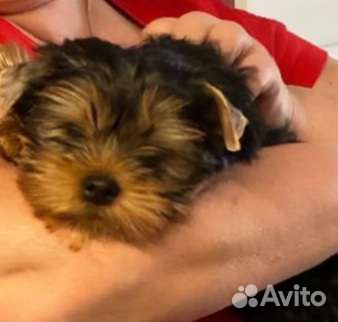 Йоркширский терьер