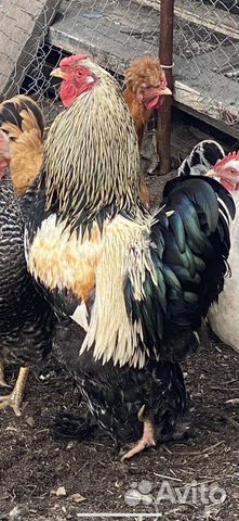 Продам кур