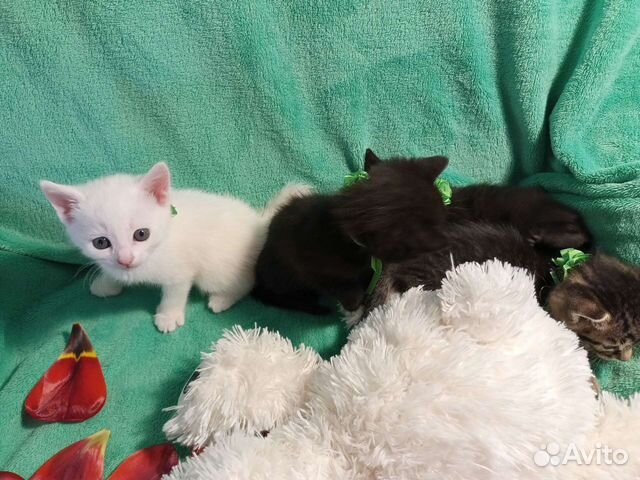 Котята ищут дом