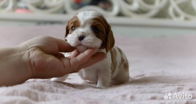 Кавалер Кинг Чарльз малышки