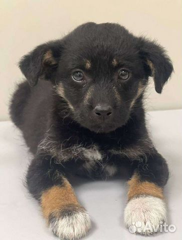 Спасенный щенок ищет лучших хозяев