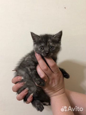 Черный котенок шотландец