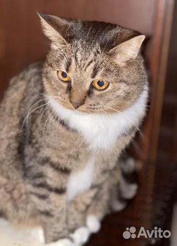 Котик Кузьма 3 года