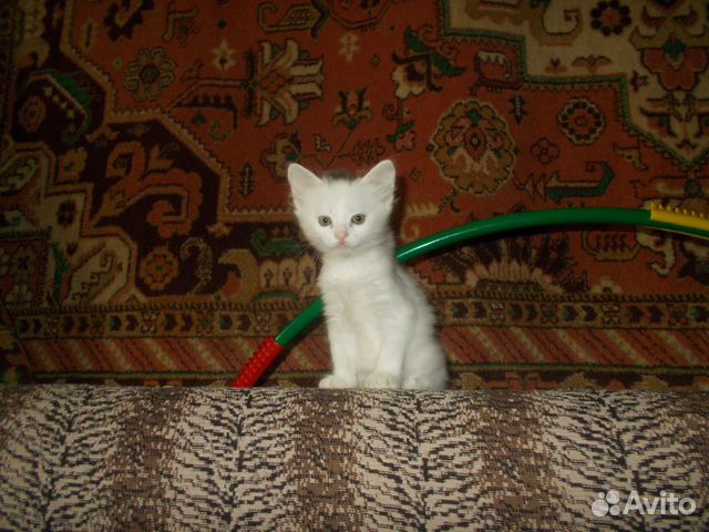 2 ангорских мальчика ищут отличных хозяев