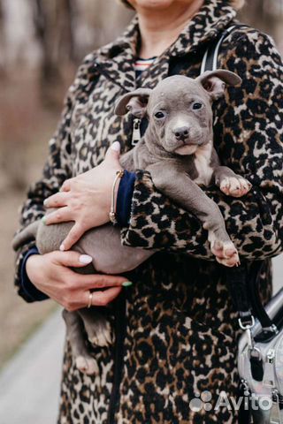 Американский стаффордширский(щенки голубой окрас)