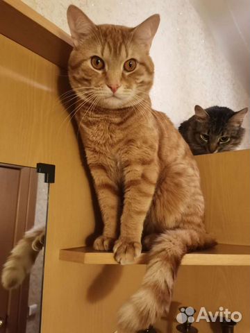 Шотландский золотой кот вязка