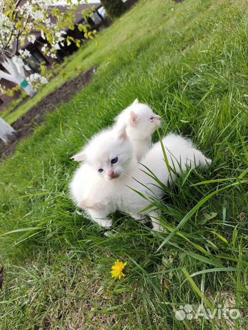 Смесь бобтейла и сиамца