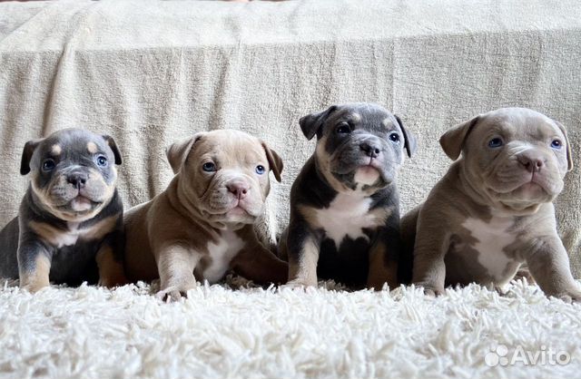 Щенки Американского булли