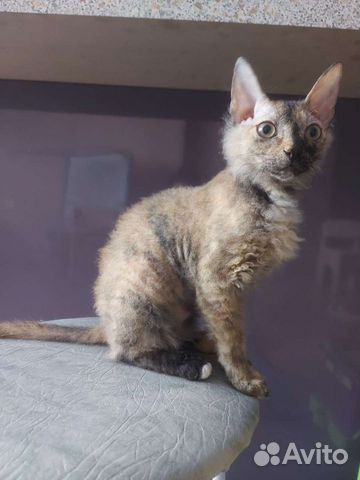 Кошка велюровый сфинкс