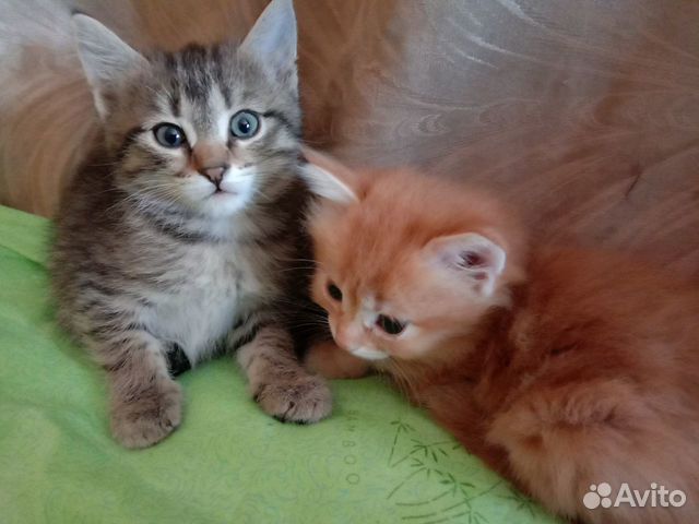 Очаровательные сибиряки ждут заботливых хозяев