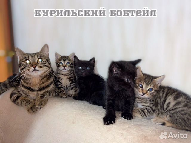 Курильский бобтейл