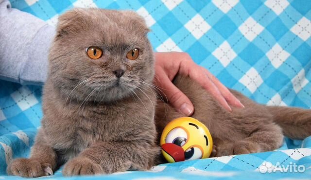 Шотландский кот в дар
