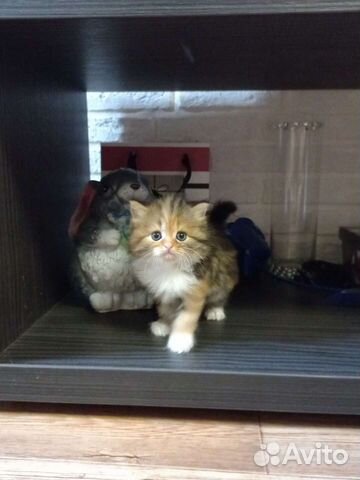 Сибирские котята