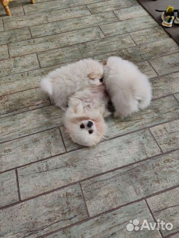 Шпиц мини мишка