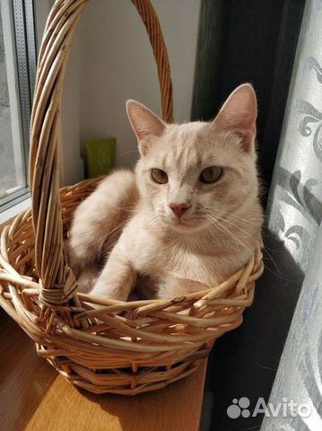 Молодой кот