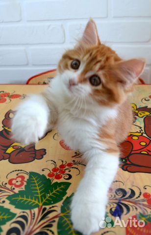 Котёнок Курильский Бобтейл