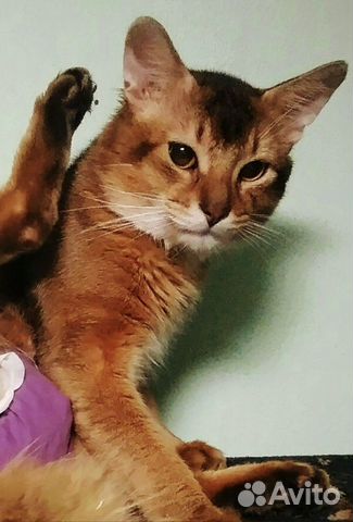 Сомалийский Кот Вязка
