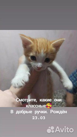 Котята в добрые руки