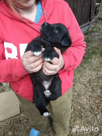 8 щенков в добрые руки