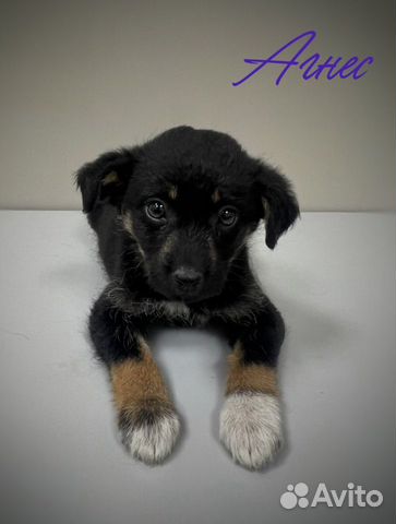 Щеночек девочка ищет свою семью