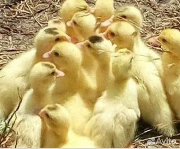 Индоутята месячные