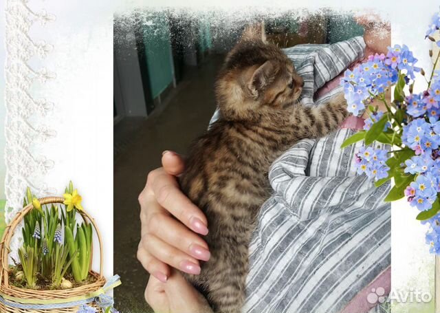 Мелкий которебетенок ищет дом