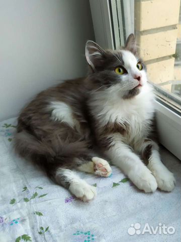 Ласковый кот 7мес в добрые руки