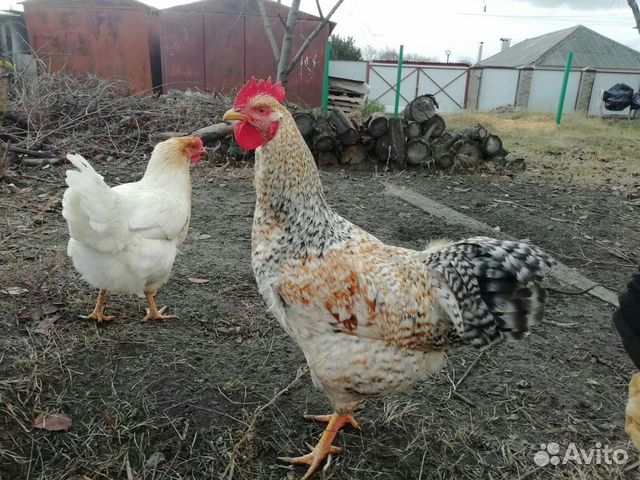 Молодые куры и петухи
