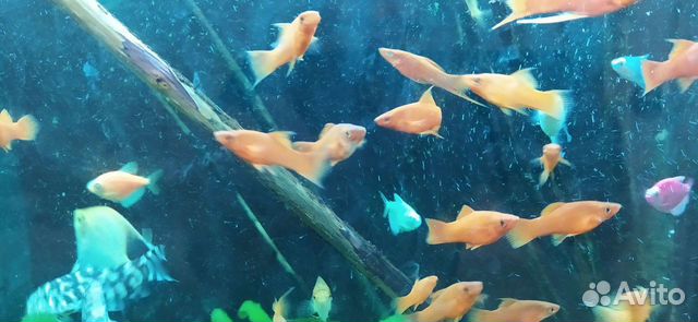 Рыбки меченосцы