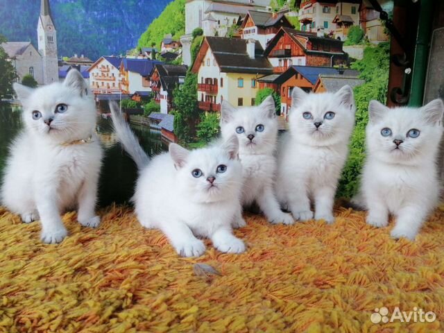 Британская серебристая шиншилла