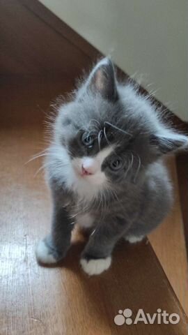 Симпатичный,игривый котенок 5 недель