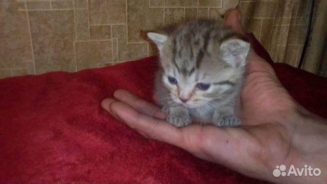 Котята манчкин китайский танк