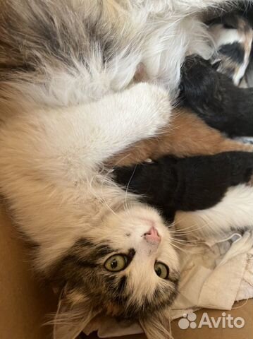 Кошка с котятами в добрые руки