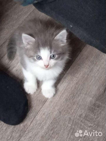 Кошка и котята в дар