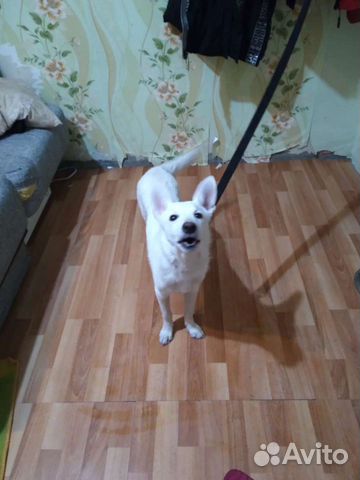 Собака бесплатно