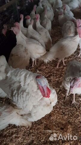 Индюки индюшки индейки