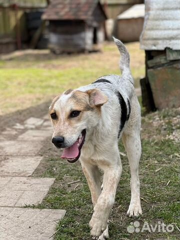 Красивый 5 мес щенок Джони ищет дом