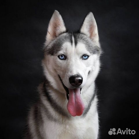 Сибирский хаски