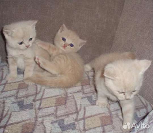 Британские котята
