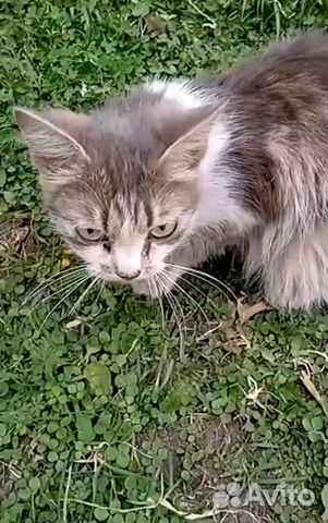Котёнок голодает на улице