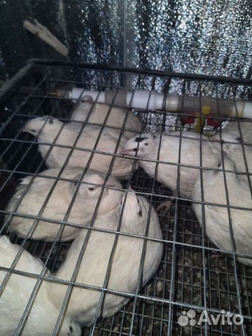 Испанский Техасец