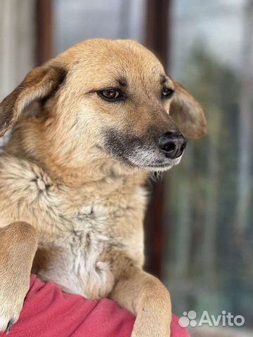 Собака в добрые руки мальчик