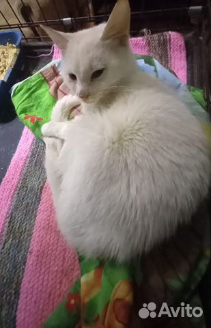 Котику нужна помощь