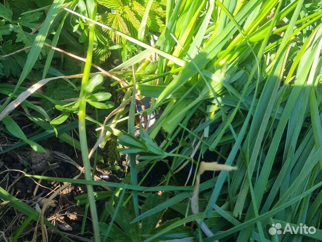 Красноухая черепаха бесплатно