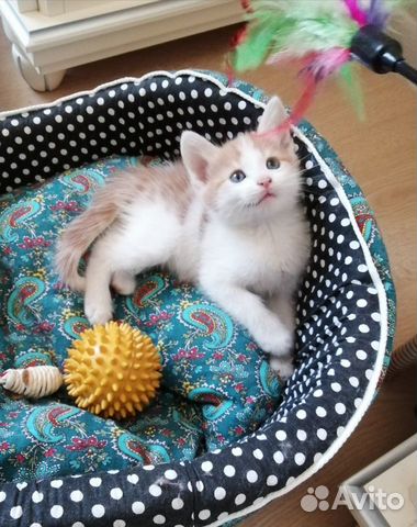 Отдаю Чудо- котенка, возраст 1,5 месяца