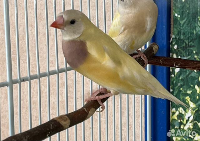 Амадины гульда