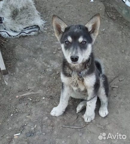 Малышка ищет хозяина и дом